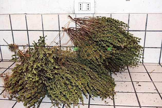 Cum se usuca cimbrul pentru iarna - Retete cu Gina Bradea