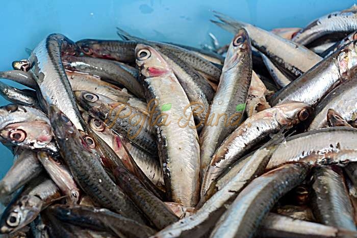 Hamsii, obleti sau sprot prajit, reteta simpla - Gina Bradea